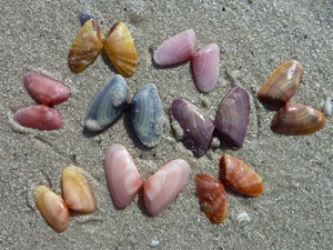 Southport North Carolina Shell Guide - Southport NC - TownofSouthportNC.com